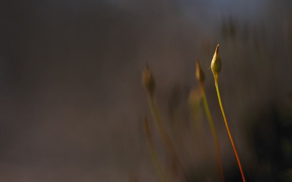 Every Ubuntu Default Wallpaper So Far